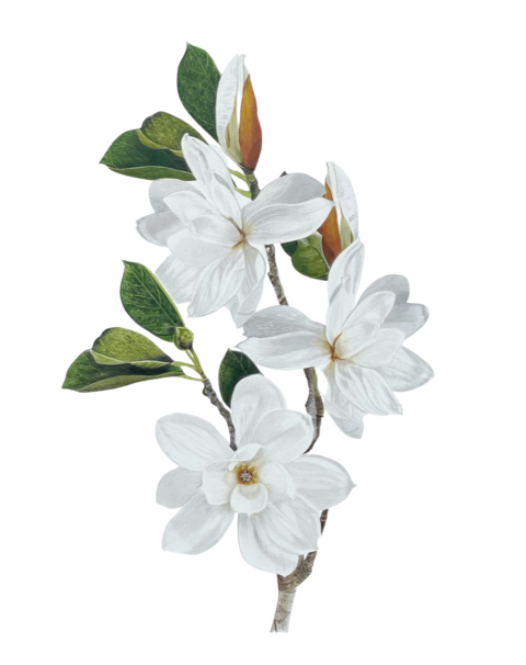 Drawing White Flowers on White Paper - Jennifer Morrison Art