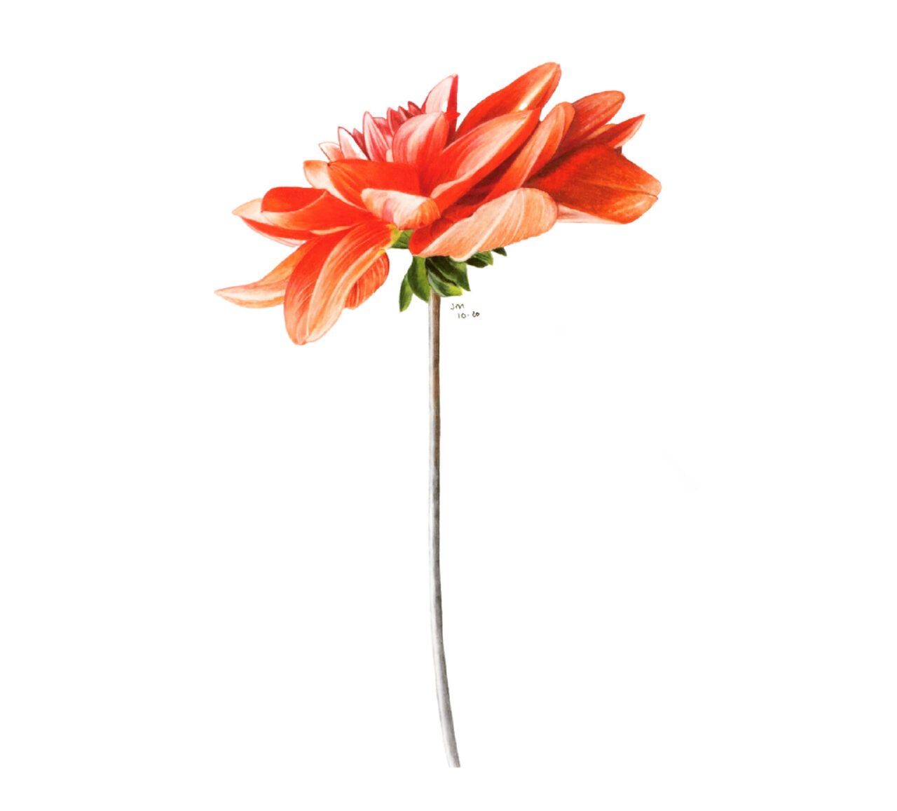 Colored Pencil Drawing Tutorial Orange Flower - Jennifer Morrison Art