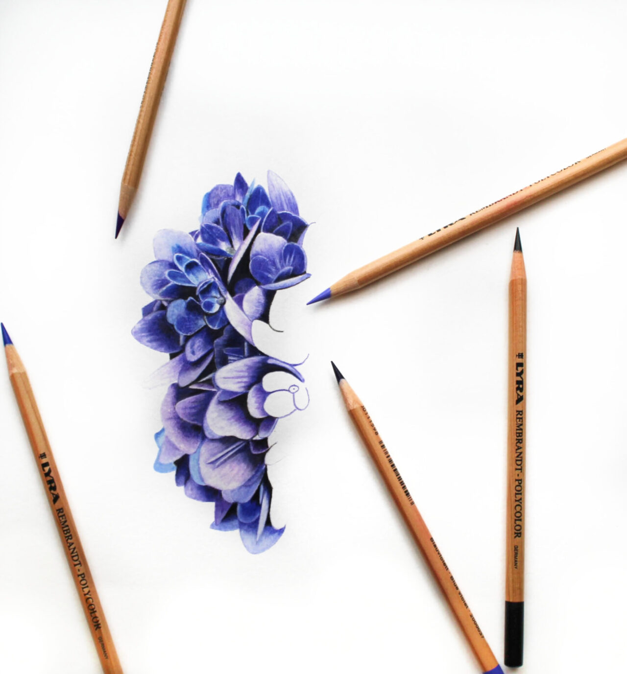 Tips for Drawing a Hydrangea using Lyra Rembrandt Polycolor Pencils ...