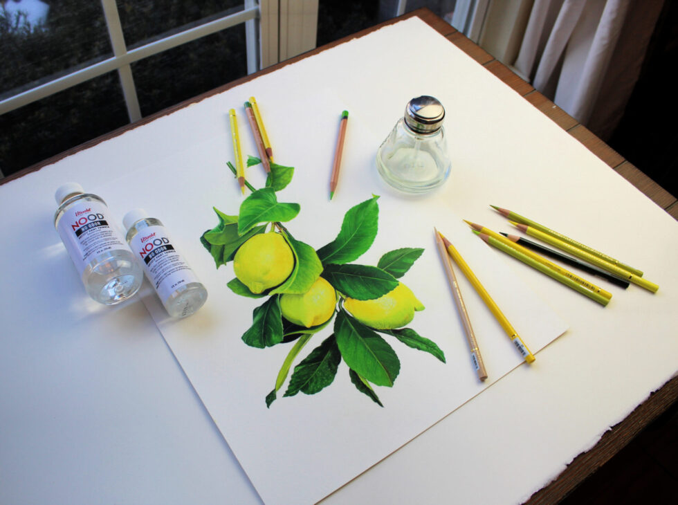 Colored Pencil Drawing Tutorial Lemon Branch - Jennifer Morrison Art
