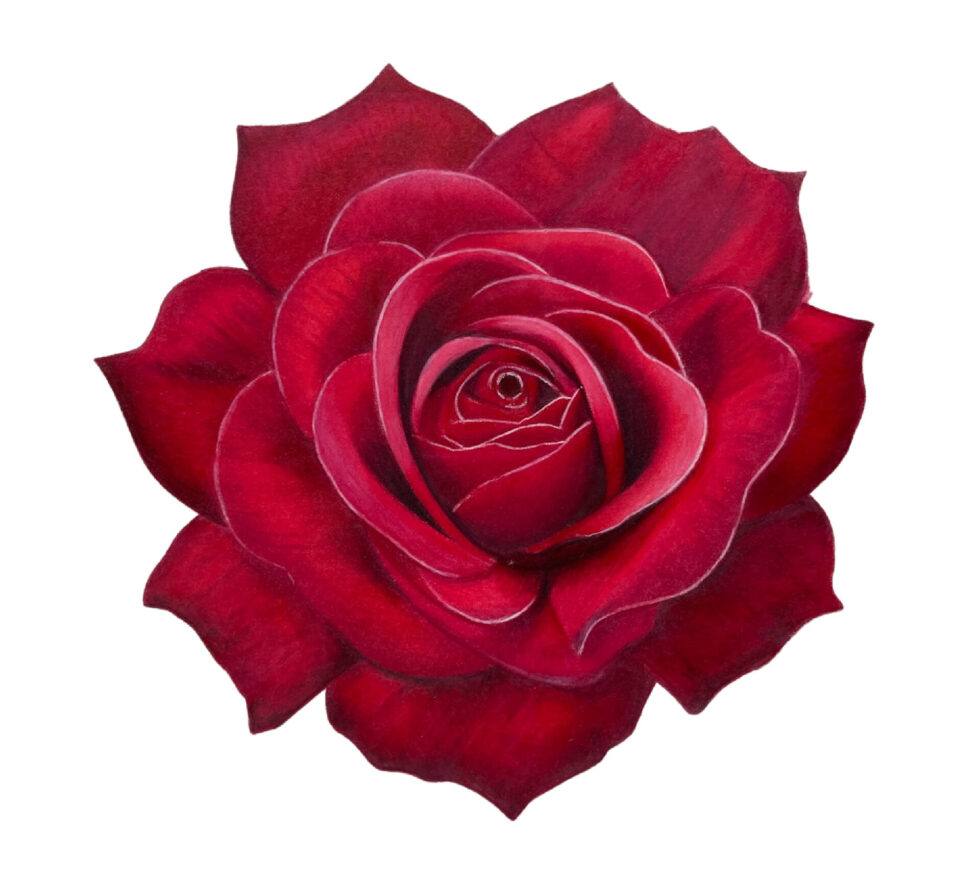 Colored Pencil Drawing Tutorial Beginner Red Rose - Jennifer Morrison Art