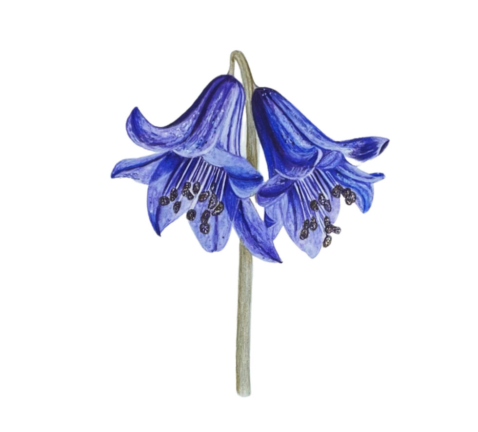Colored Pencil Drawing Tutorial Beginner Bluebells - Jennifer Morrison Art