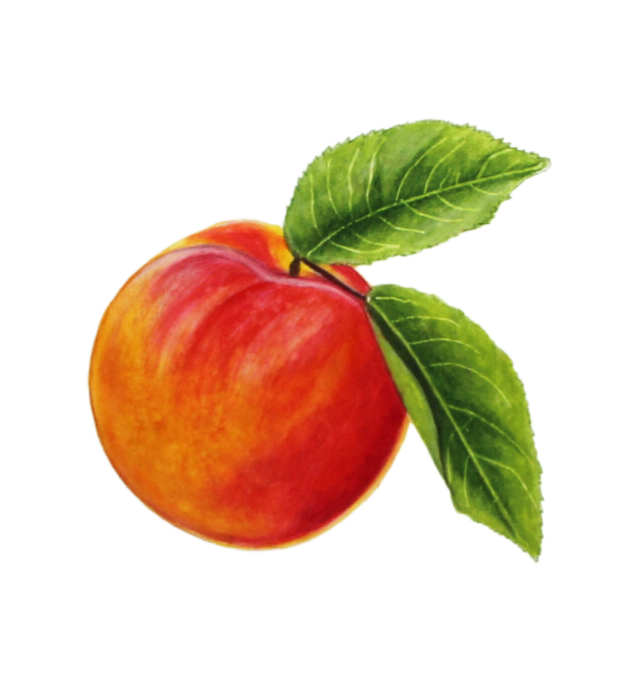Colored Pencil Drawing Tutorial Beginner Peach - Jennifer Morrison Art