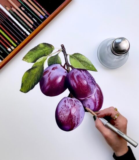Colored Pencil Drawing Tutorial Plums on a Branch - Jennifer Morrison Art