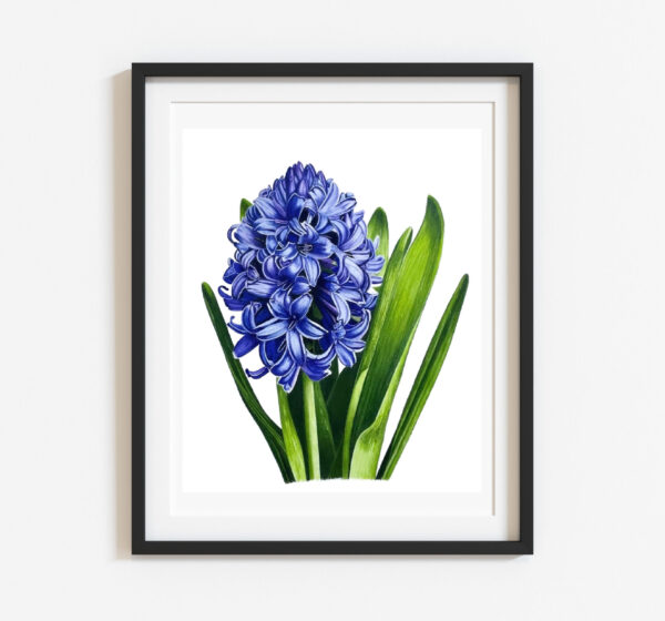 Hyacinth Fine Art Print - Jennifer Morrison Art