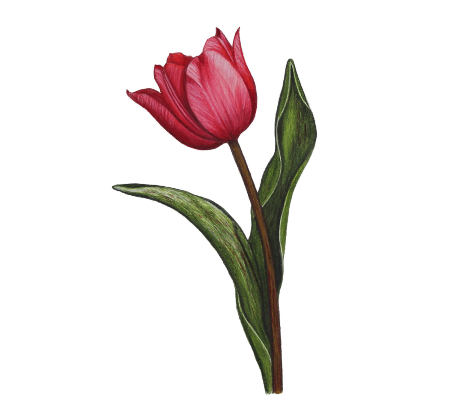 Colored Pencil Drawing Tutorial Beginner Tulip - Jennifer Morrison Art