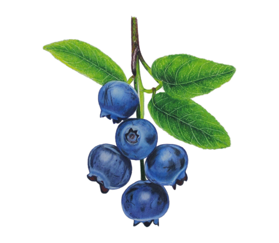 Colored Pencil Drawing Tutorial Beginner Blueberries with Leaves ...